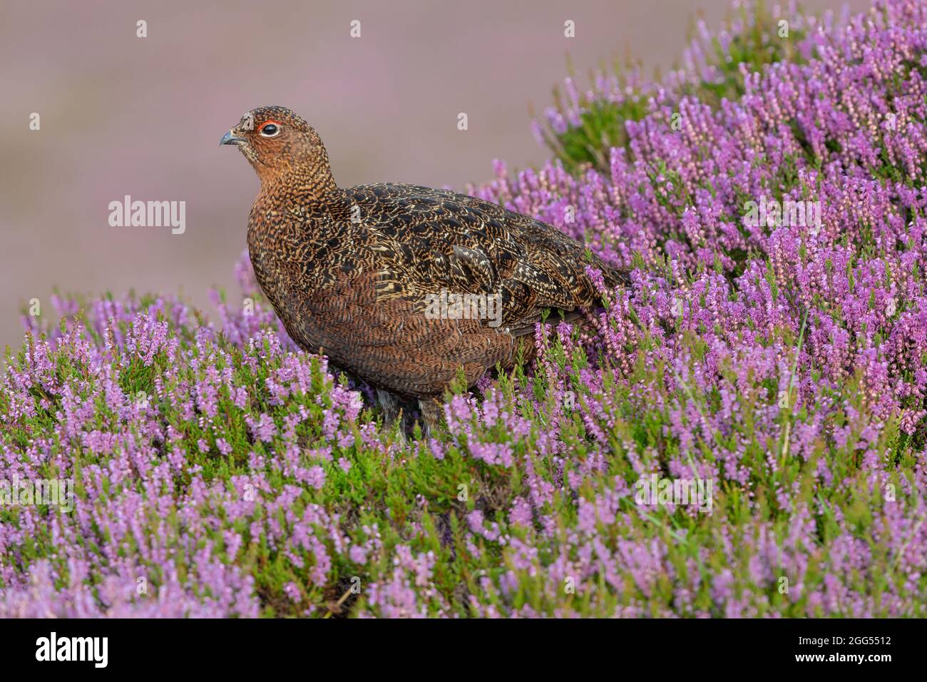 Red Grouse. Scientific name: Lagopus Lagopus Scotica. Close up of a ...