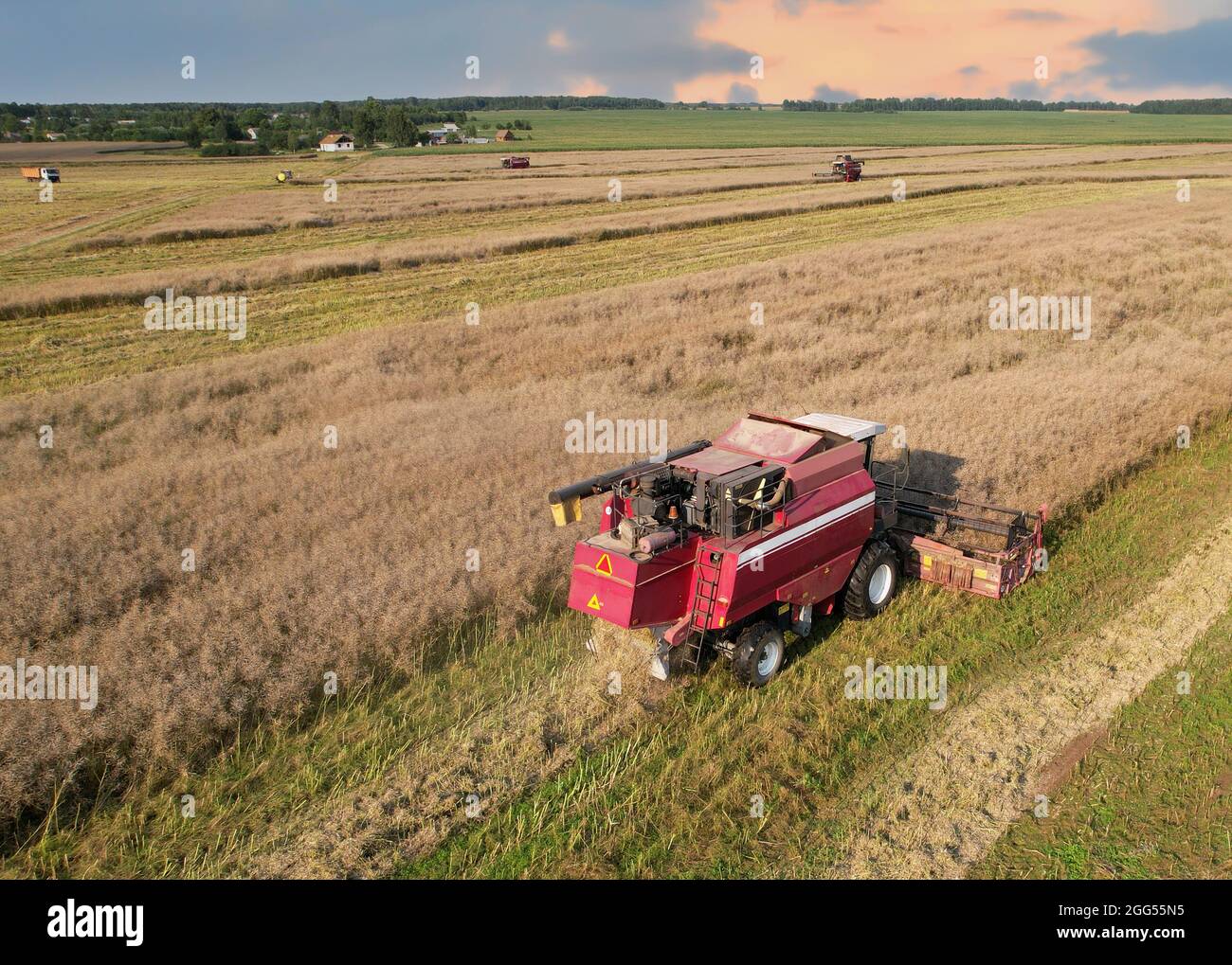 Combine harvester working in rapeseed field. Harvesting machine during ...