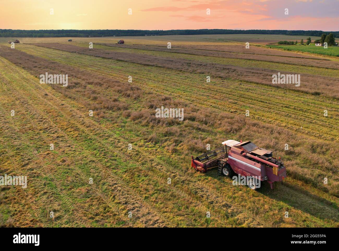 Combine harvester working in rapeseed field. Harvesting machine during ...