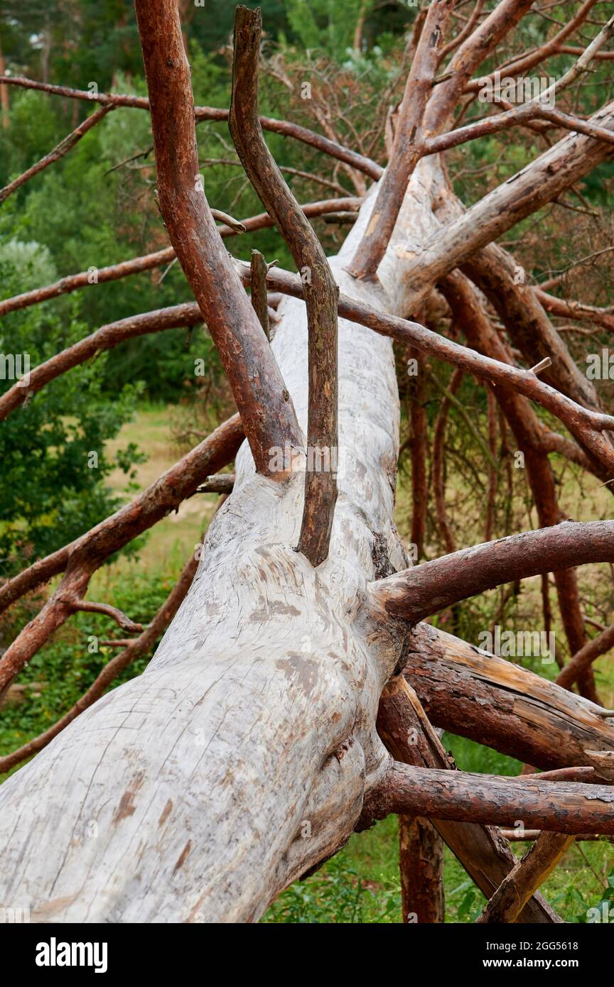 Dead fall pine tree in the forest Stock Photo - Alamy