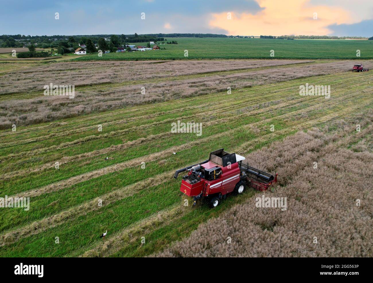 Combine harvester working in rapeseed field. Harvesting machine during ...