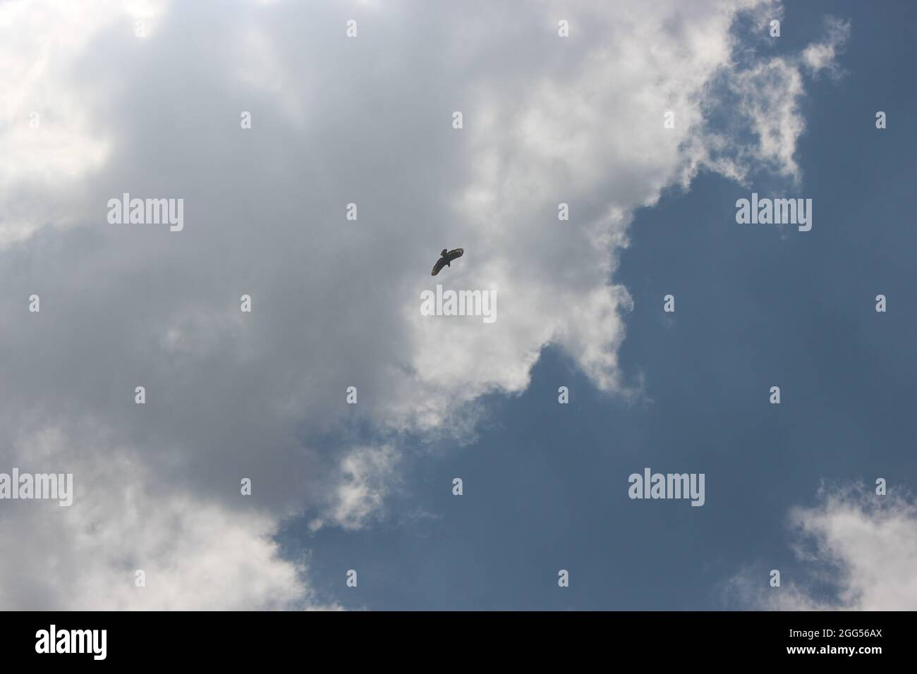 Picture of a large male serpent eagle flying in the sky looking for big ...