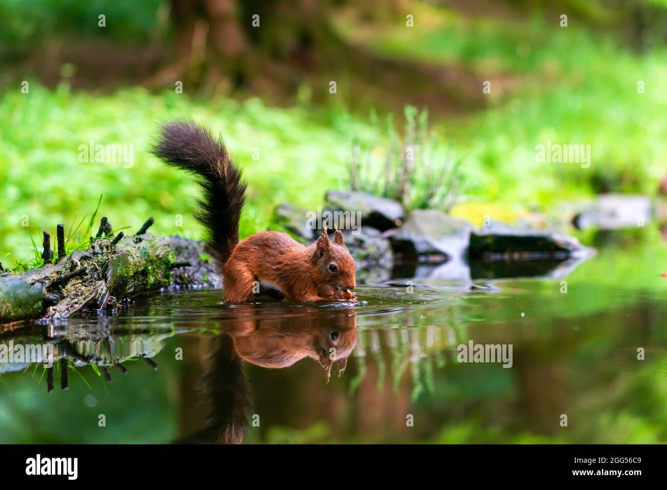 Red Squirrel (Sciurus vulgaris) with reflection in water in Yorkshire Dales, UK - selective ...
