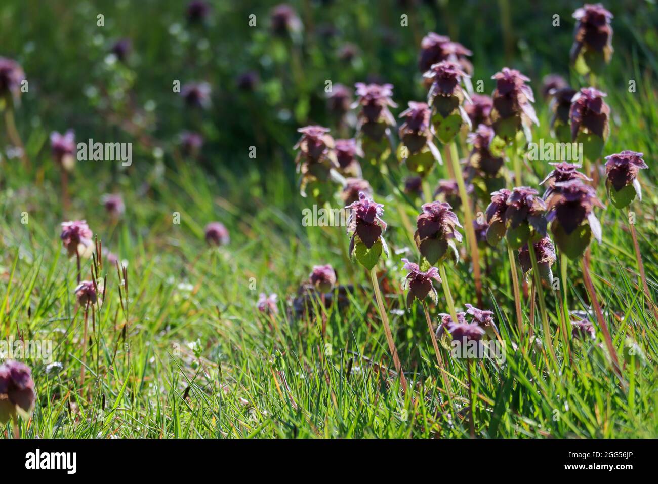 Wildflowers Growing In Lawn High Resolution Stock Photography and ...