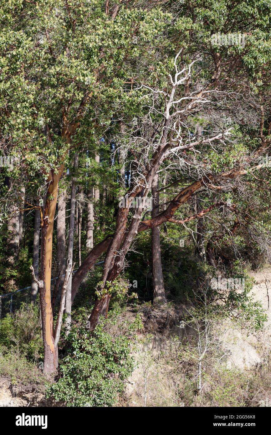 tall twisting trees climbing steep hillside and tangling together Stock ...