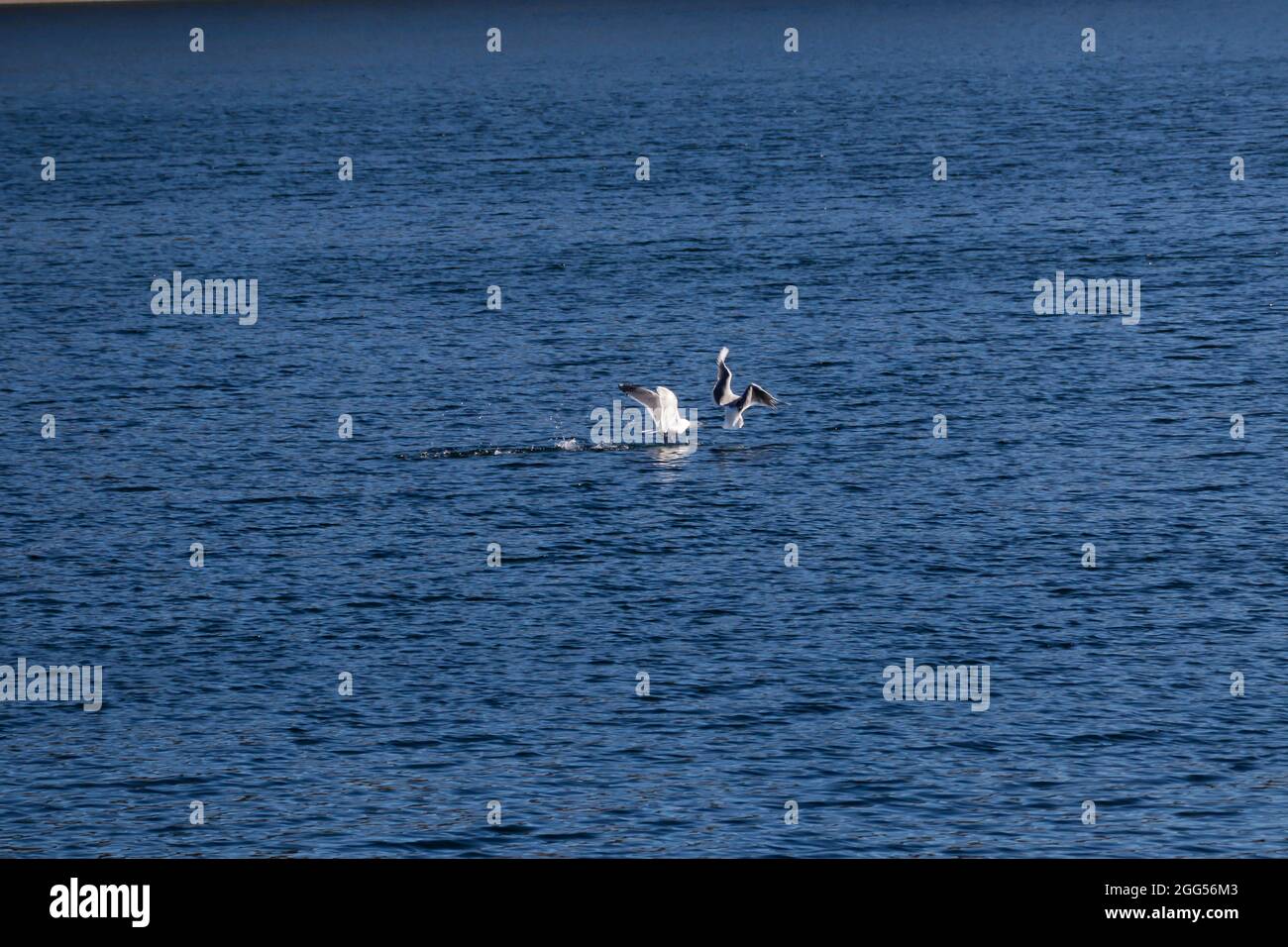 two seagulls fighting on the surface of the water Stock Photo - Alamy
