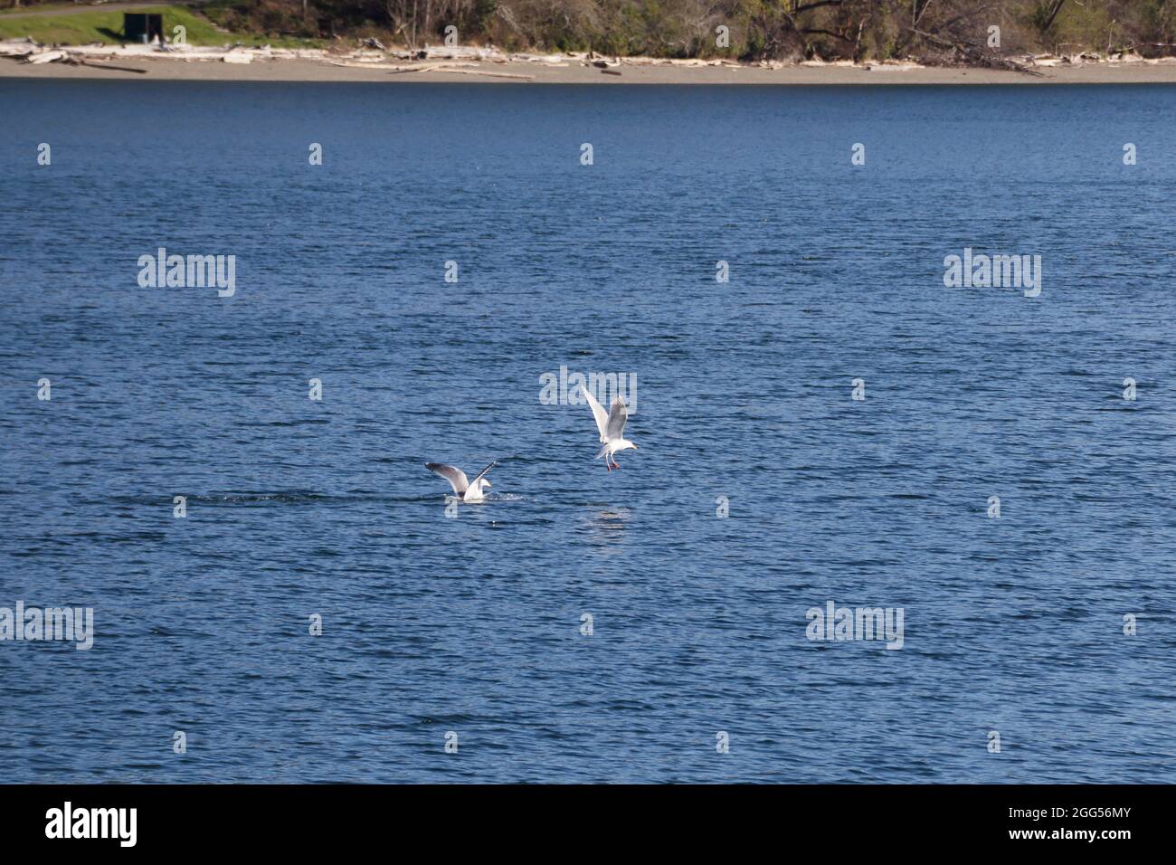 one seagull flying away from the other after a fight Stock Photo - Alamy