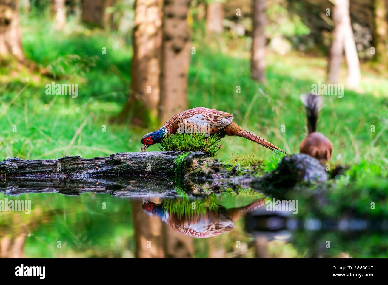 Pheasant male, ring necked or Common Pheasant (Phasianus colchicus ...