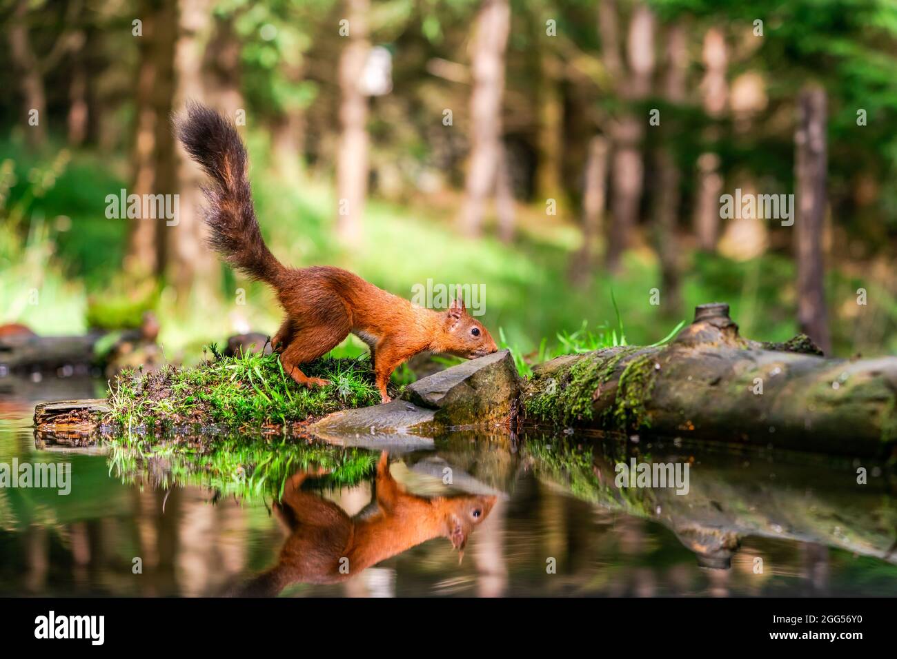 Red Squirrel (Sciurus vulgaris) with reflection in water in Yorkshire Dales, UK - selective ...