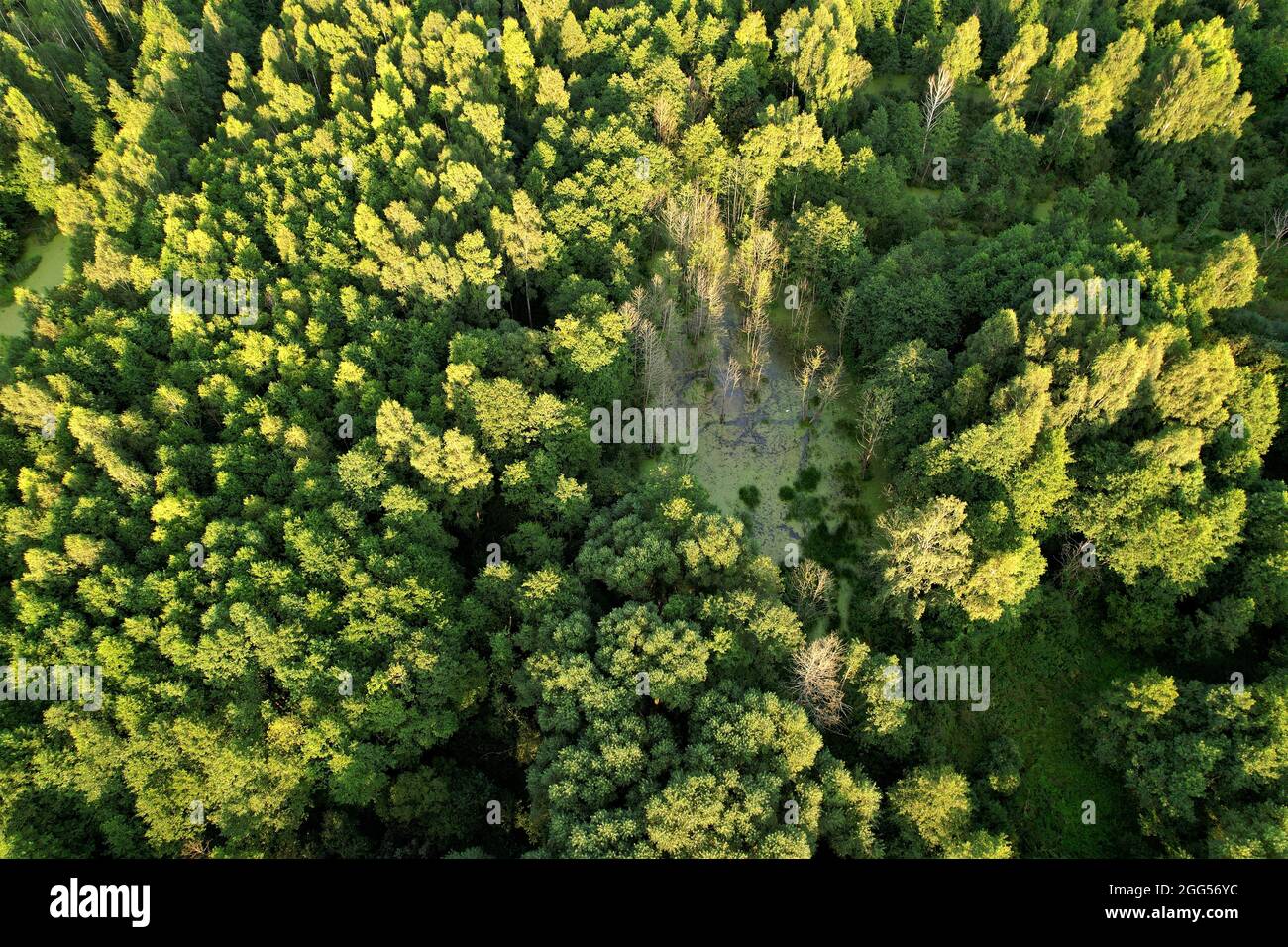 Swamp with trees in the forest. The concept of ecology and ...