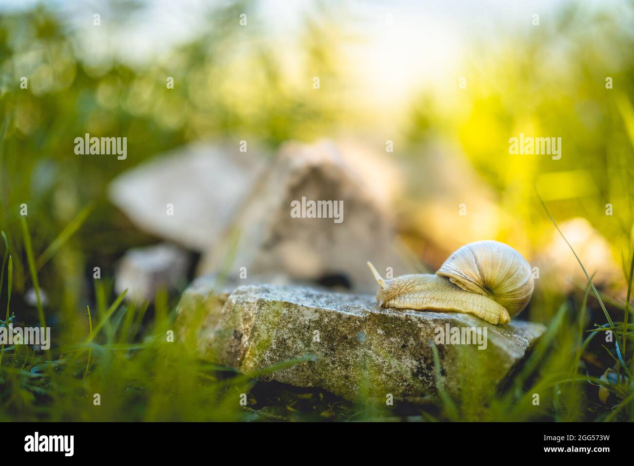 snail on rock reaching up Stock Photo - Alamy