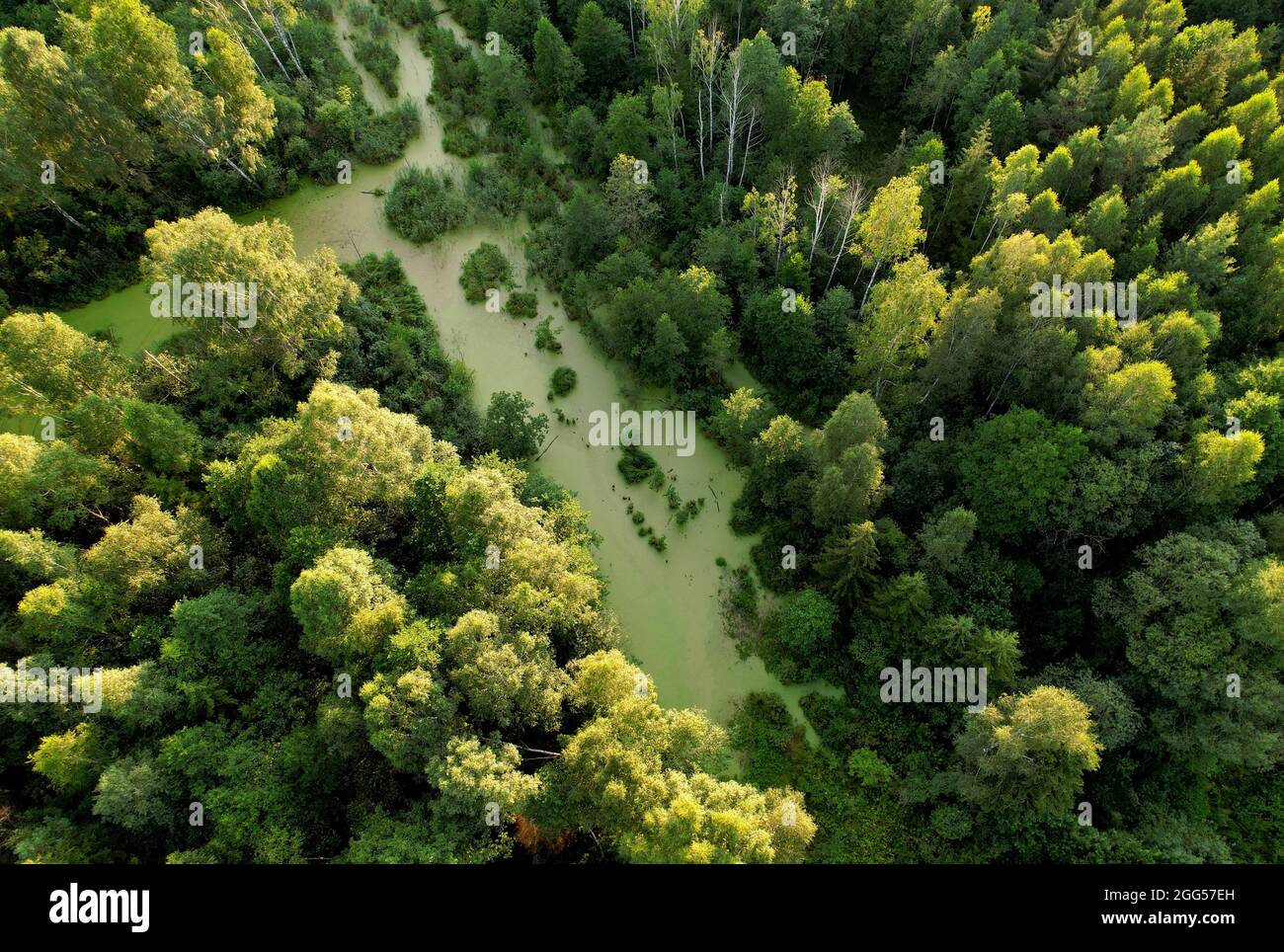 Swamp with trees in the forest. The concept of ecology and ...