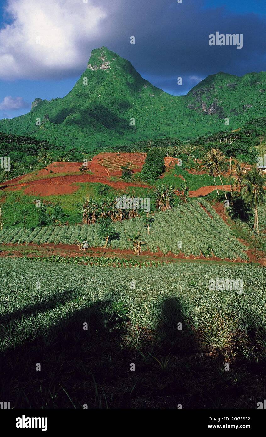 FRENCH POLYNESIA. THE ISLAND OF MOOREA. PINEAPPLE FARM ON THE SIDE OF A ...