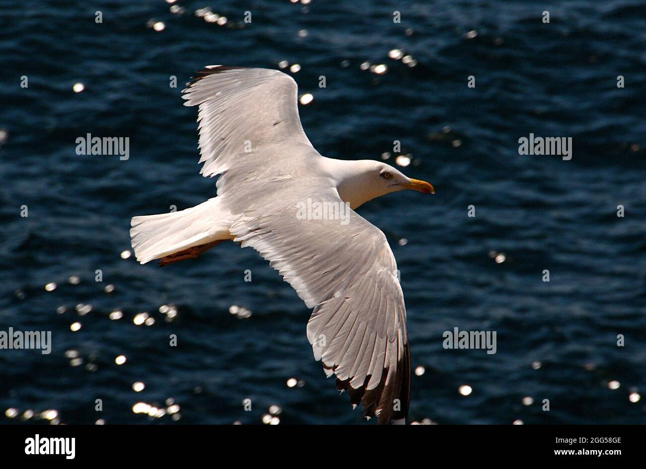 FRANCE. BRITTANY REGION. MORBIHAN (56) A SEAGULL IN FLIGHT Stock Photo ...