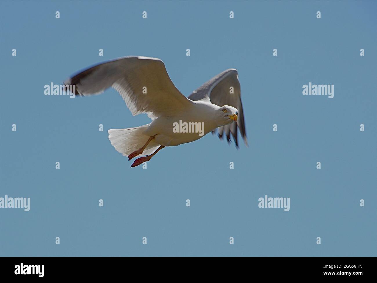FRANCE. BRITTANY REGION. MORBIHAN (56) A SEAGULL IN FLIGHT Stock Photo ...