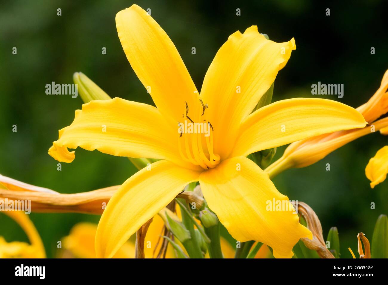 Scepter hi-res stock photography and images - Alamy