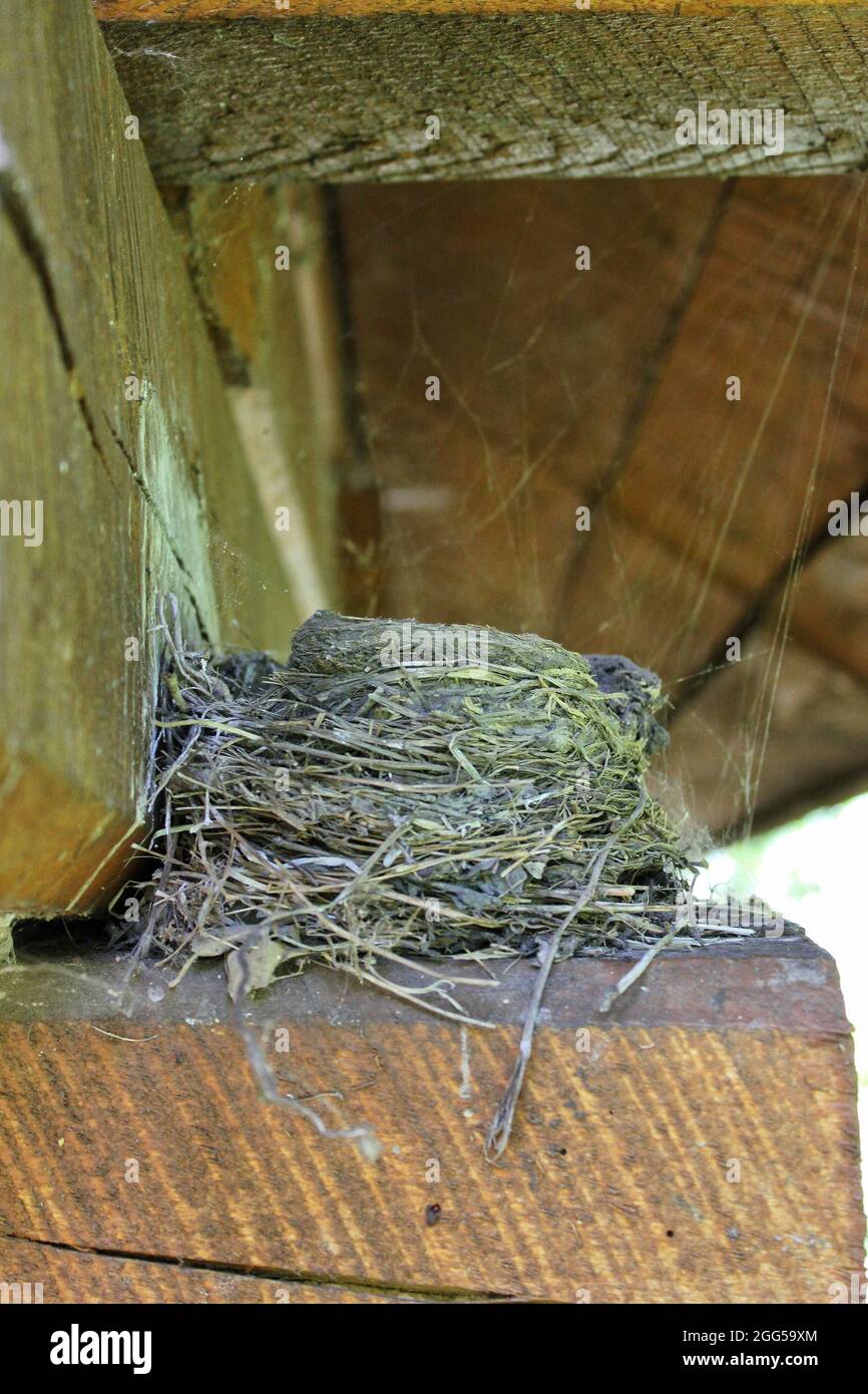 A natural wild birds nest sitting on a ledge Stock Photo - Alamy