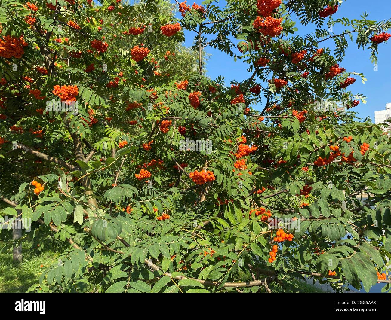 image of many ashberry at dry sunny day Stock Photo - Alamy