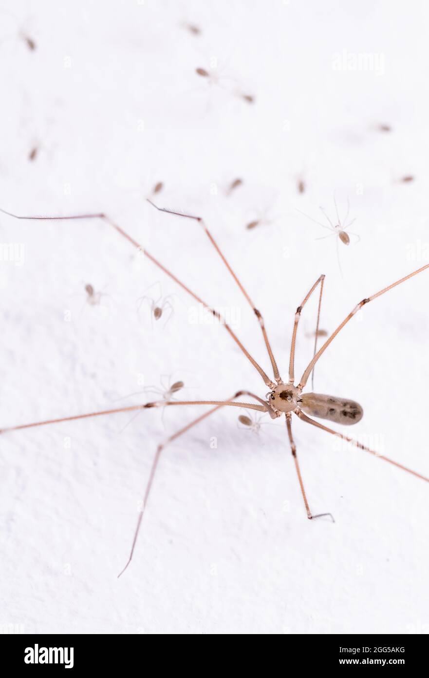 Cellar Spiders High Resolution Stock Photography and Images - Alamy