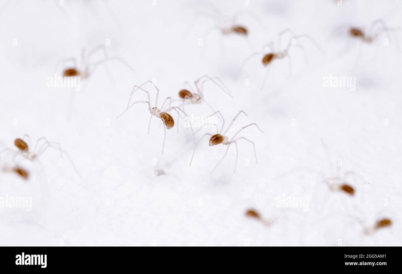 Spider hatchlings hi-res stock photography and images - Alamy