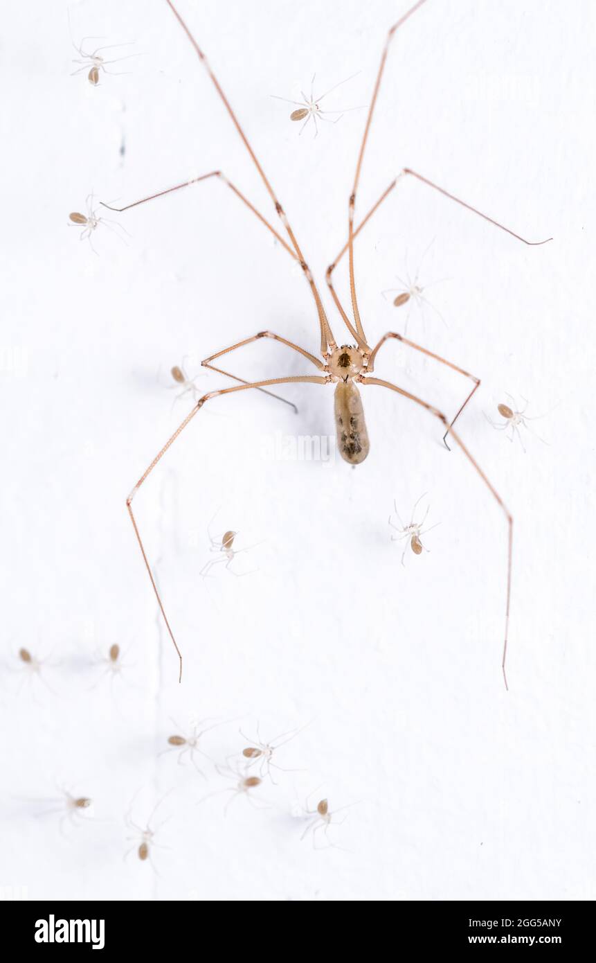 Mother and young spiders hi-res stock photography and images - Alamy