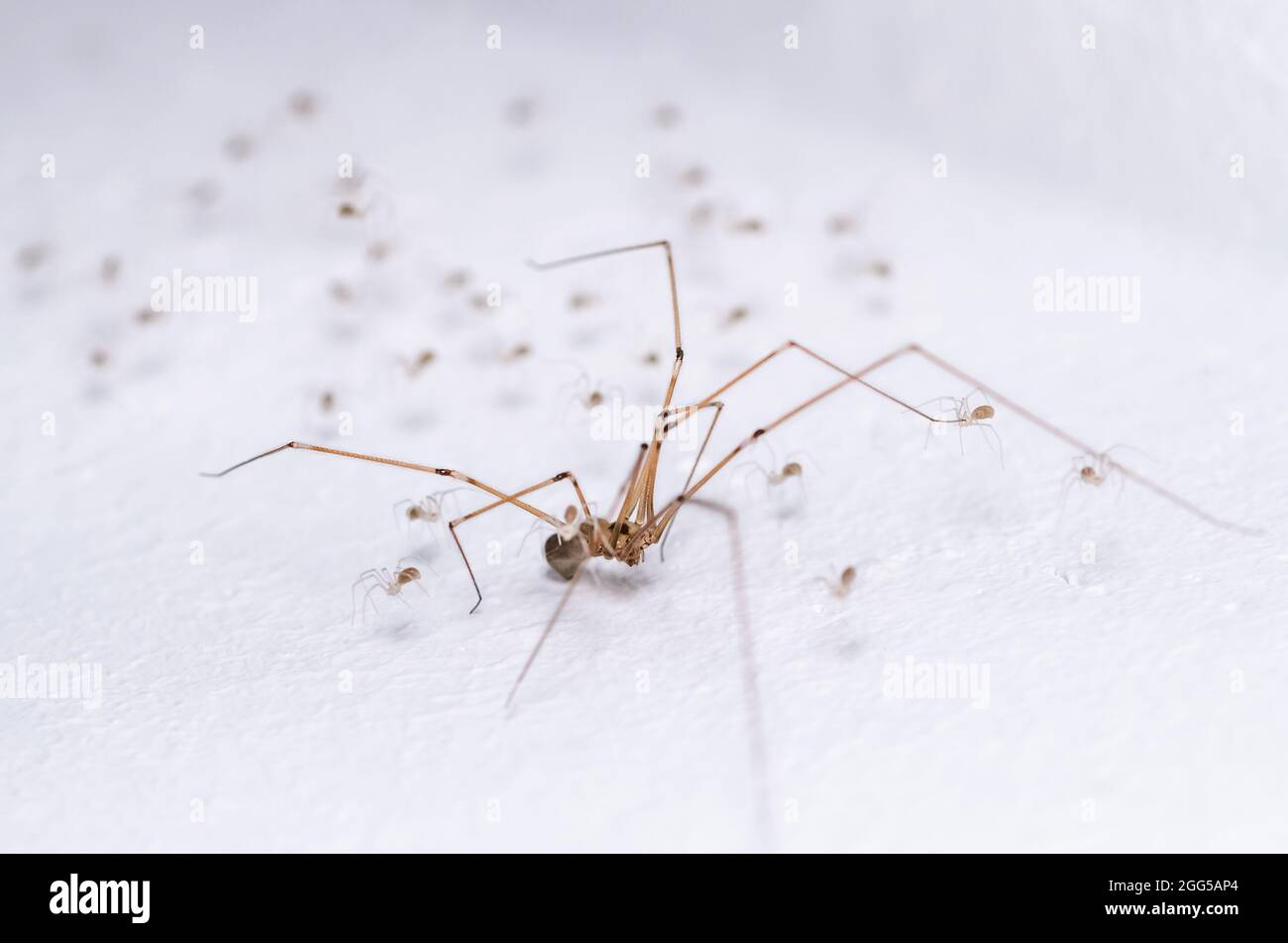 Cellar spiders hi-res stock photography and images - Alamy