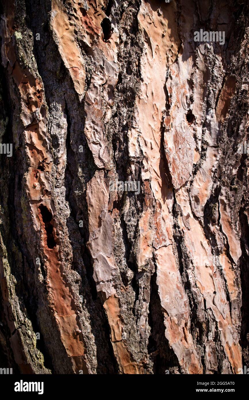 Representation of the bark of the tree of the pine of the maritime ...
