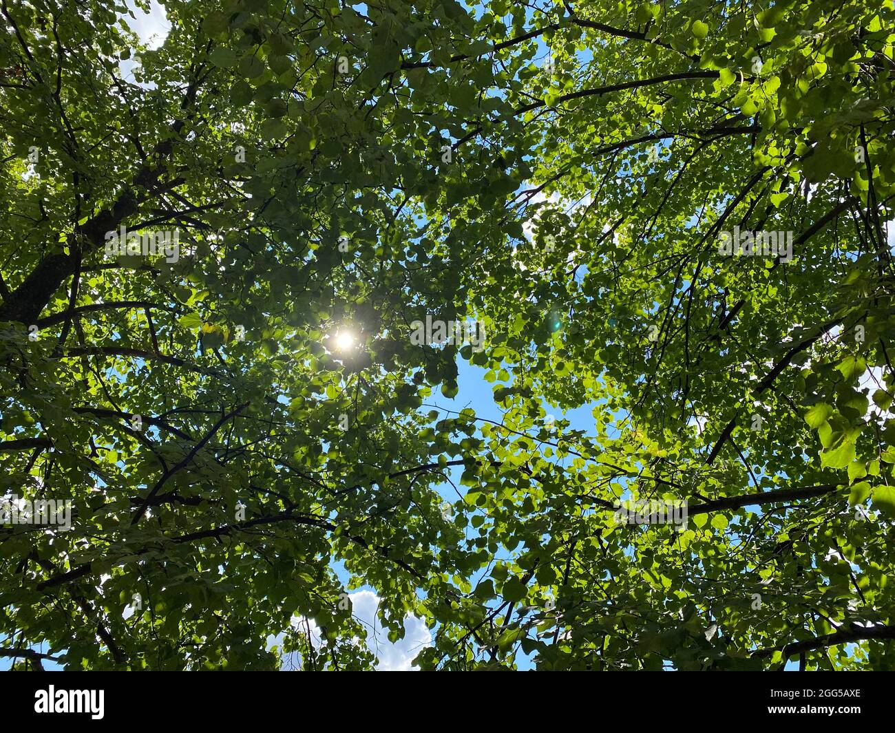 summer in city park at dry sunny day Stock Photo - Alamy