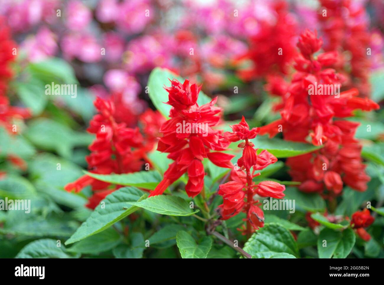 red little flowers Stock Photo - Alamy