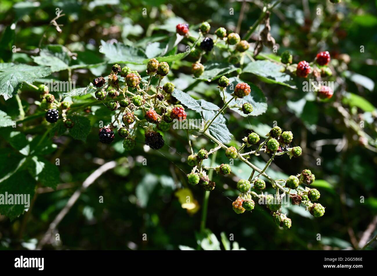 Ripe, ripening and unripe blackberries, Foots Cray Meadows, Sidcup ...