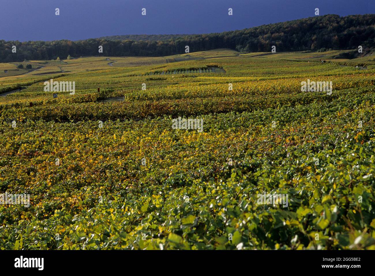 FRANCE. MARNE (51) THE MARNE VALLEY. VINES IN AUTUMN Stock Photo - Alamy
