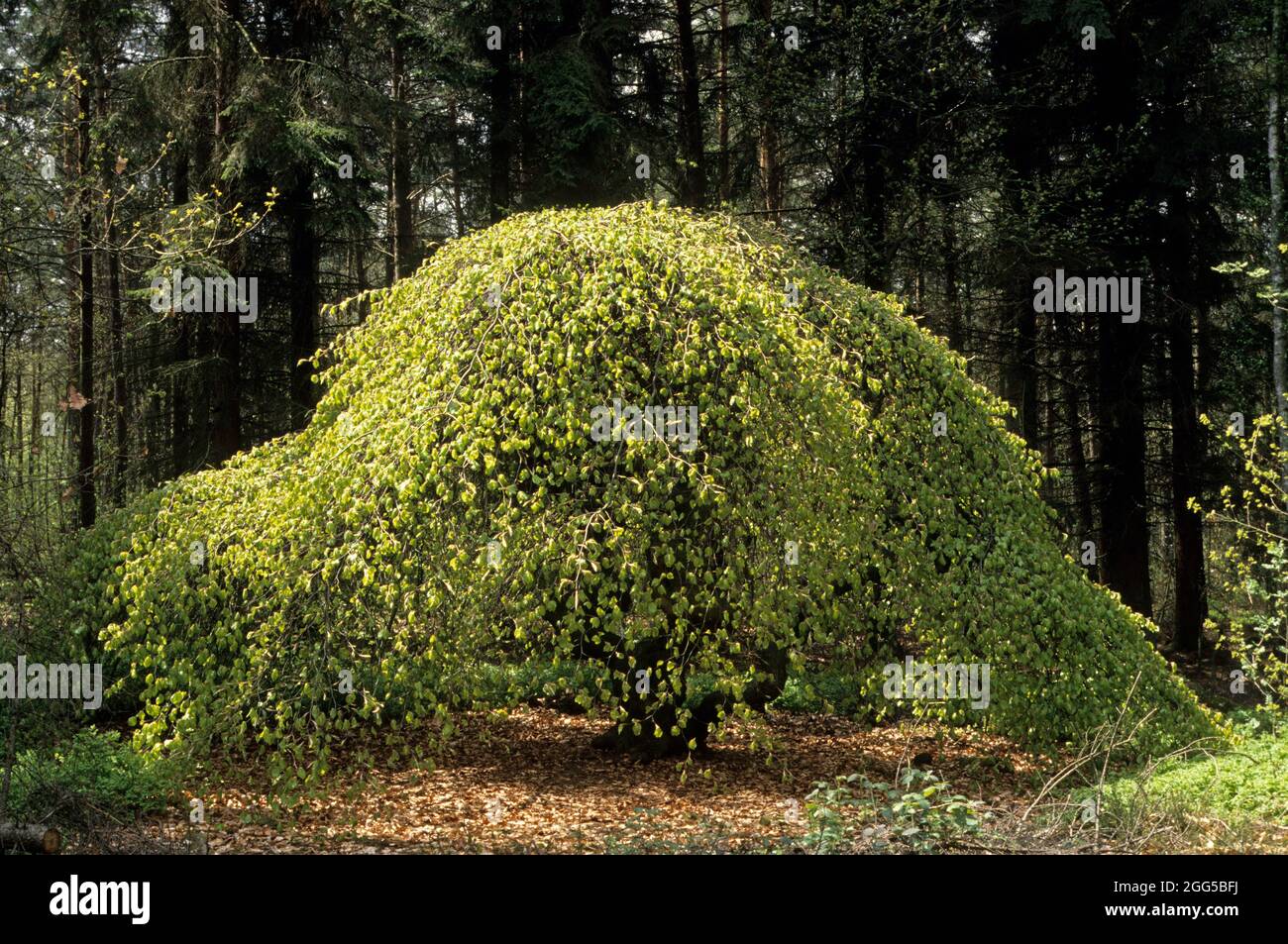 Tortuous hi-res stock photography and images - Alamy