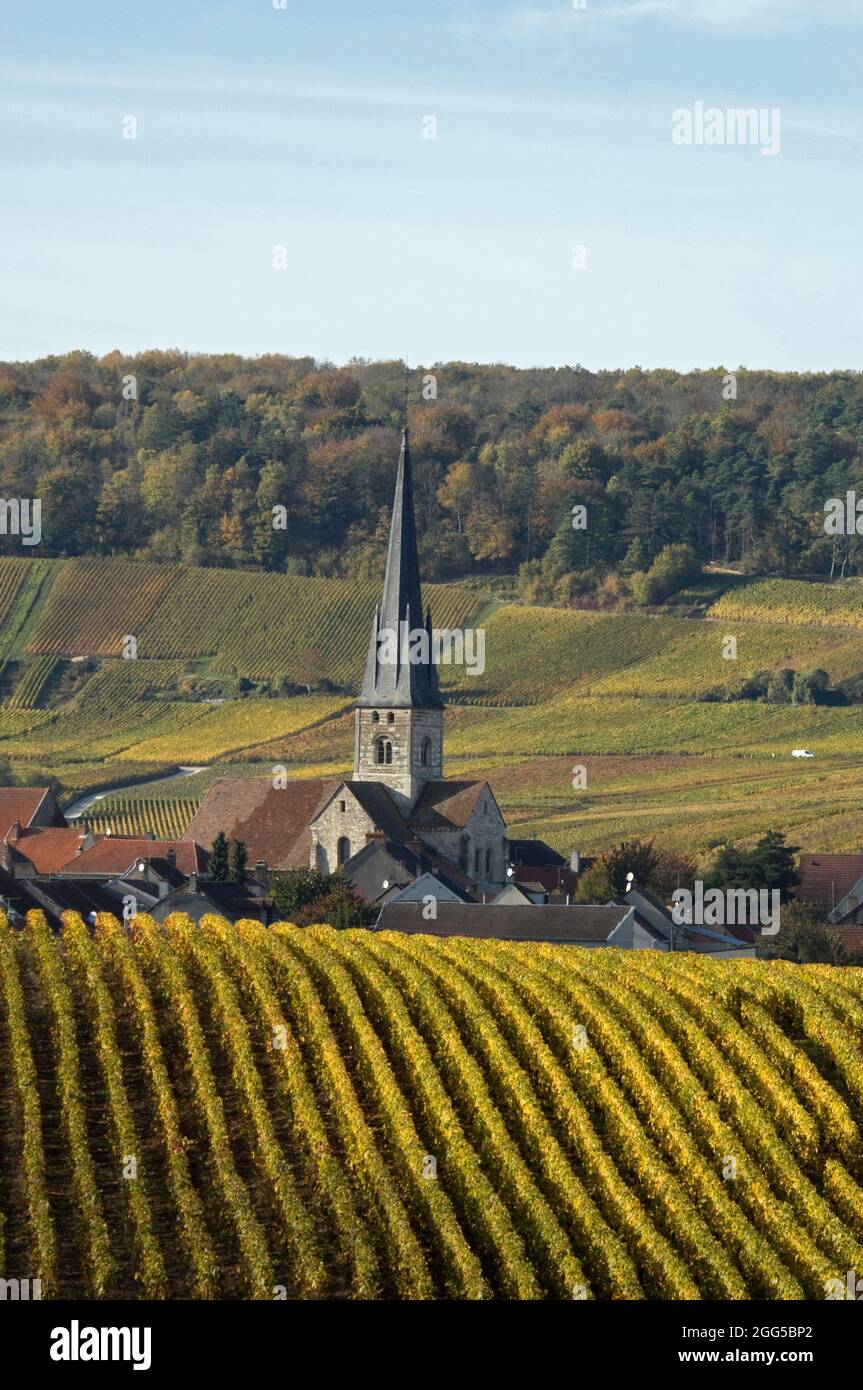 FRANCE. FRANCE. MARNE (51) MONTAGNE-DE-REIMS NATURE PARK. THE VINEYARD ...