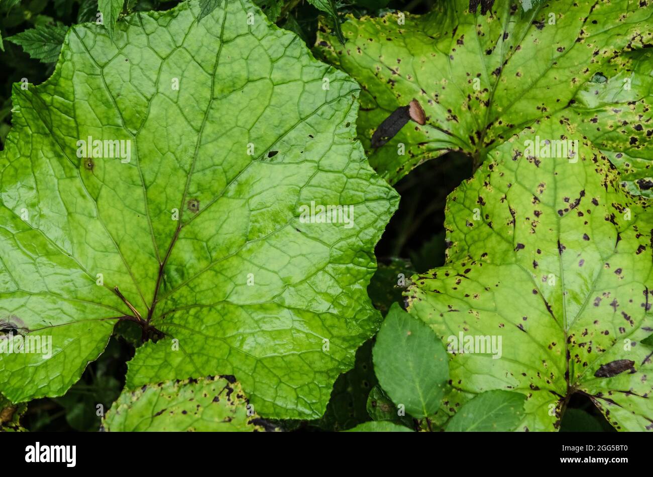 Tussilago farfara, known as coltsfoot, green plant of the groundsel ...