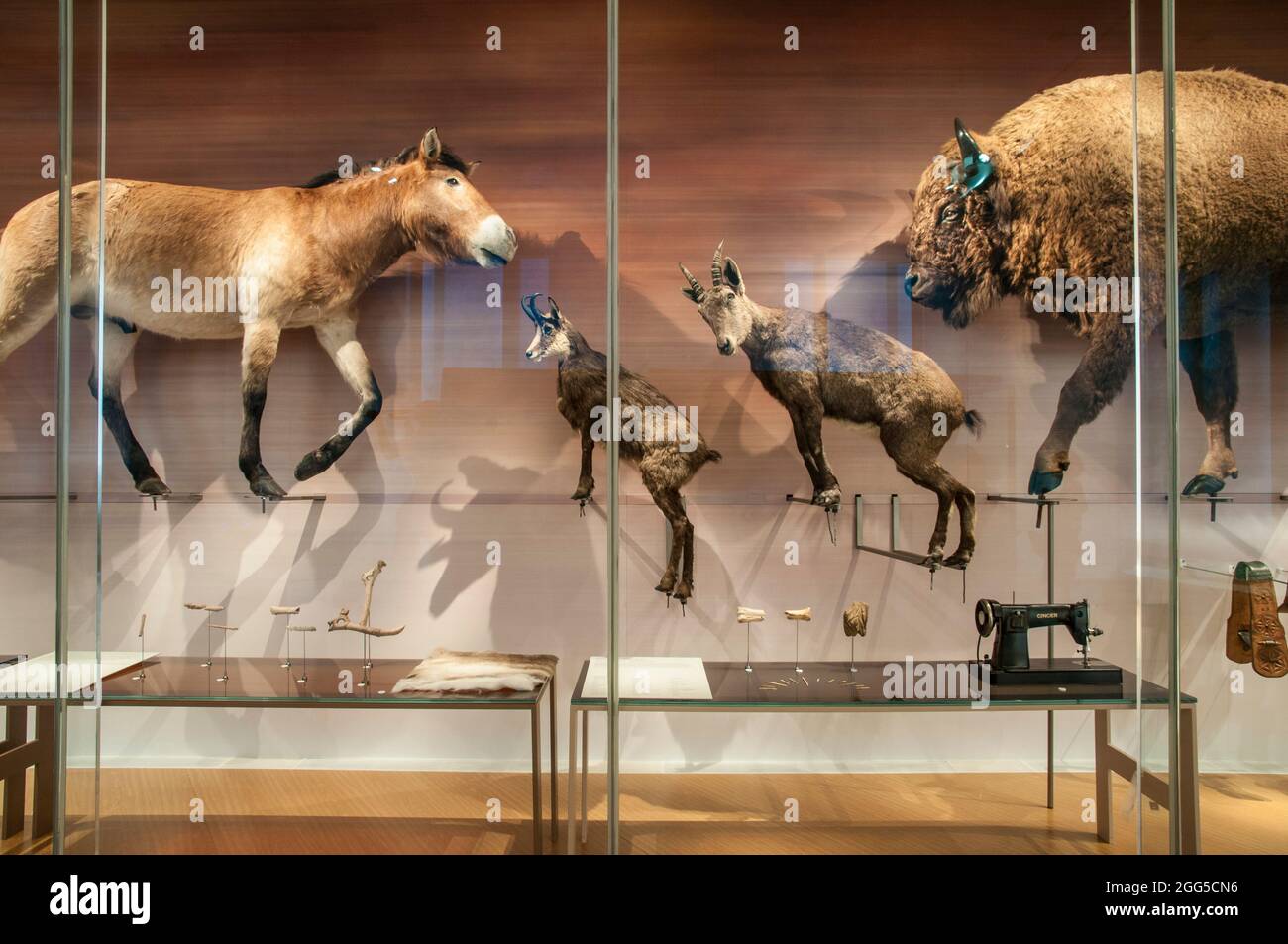 Trocadero musee de l'homme paris hi-res stock photography and images ...