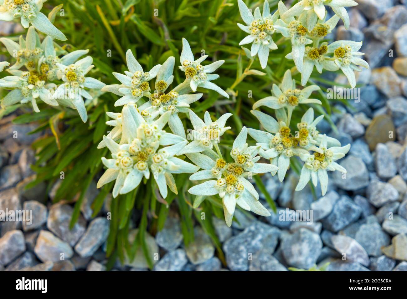 Alpine edelweiss (Leontopodium nivale) in Crans Montana, Valais in ...