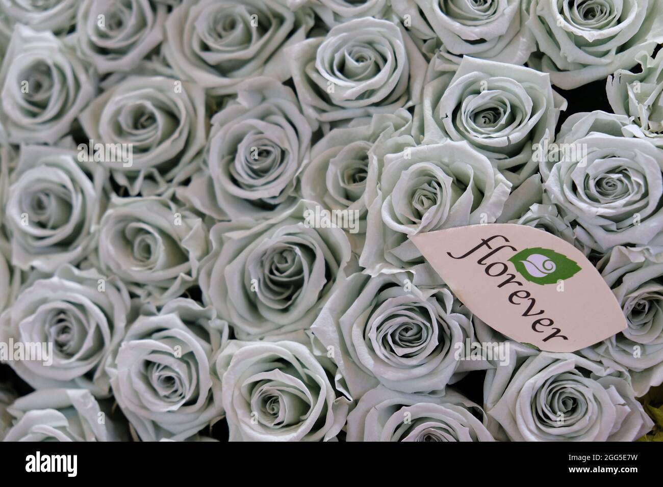 Gray rose hi-res stock photography and images - Alamy