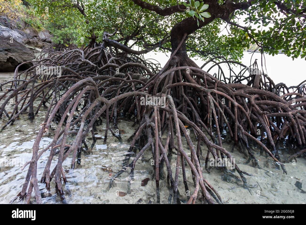 Huge mangrove tree hi-res stock photography and images - Alamy