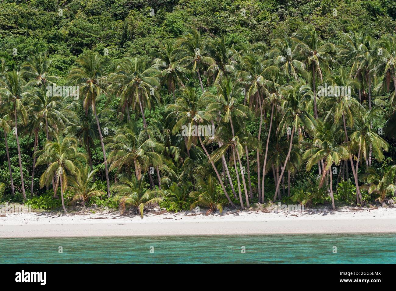 Palm trees on empty white sand beach Stock Photo - Alamy