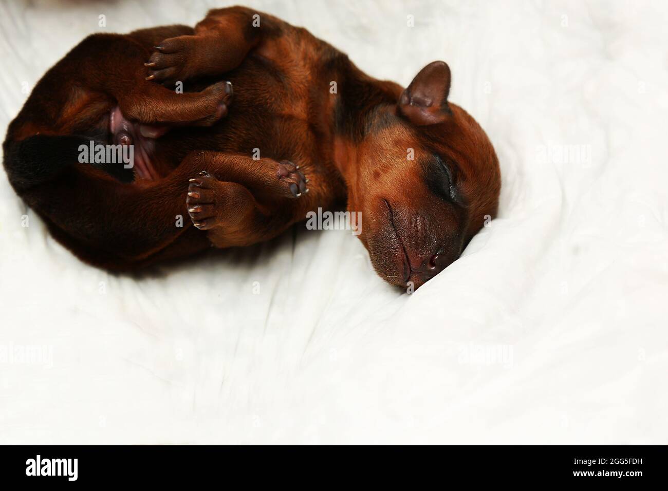 Birth born puppy dog hi-res stock photography and images - Alamy