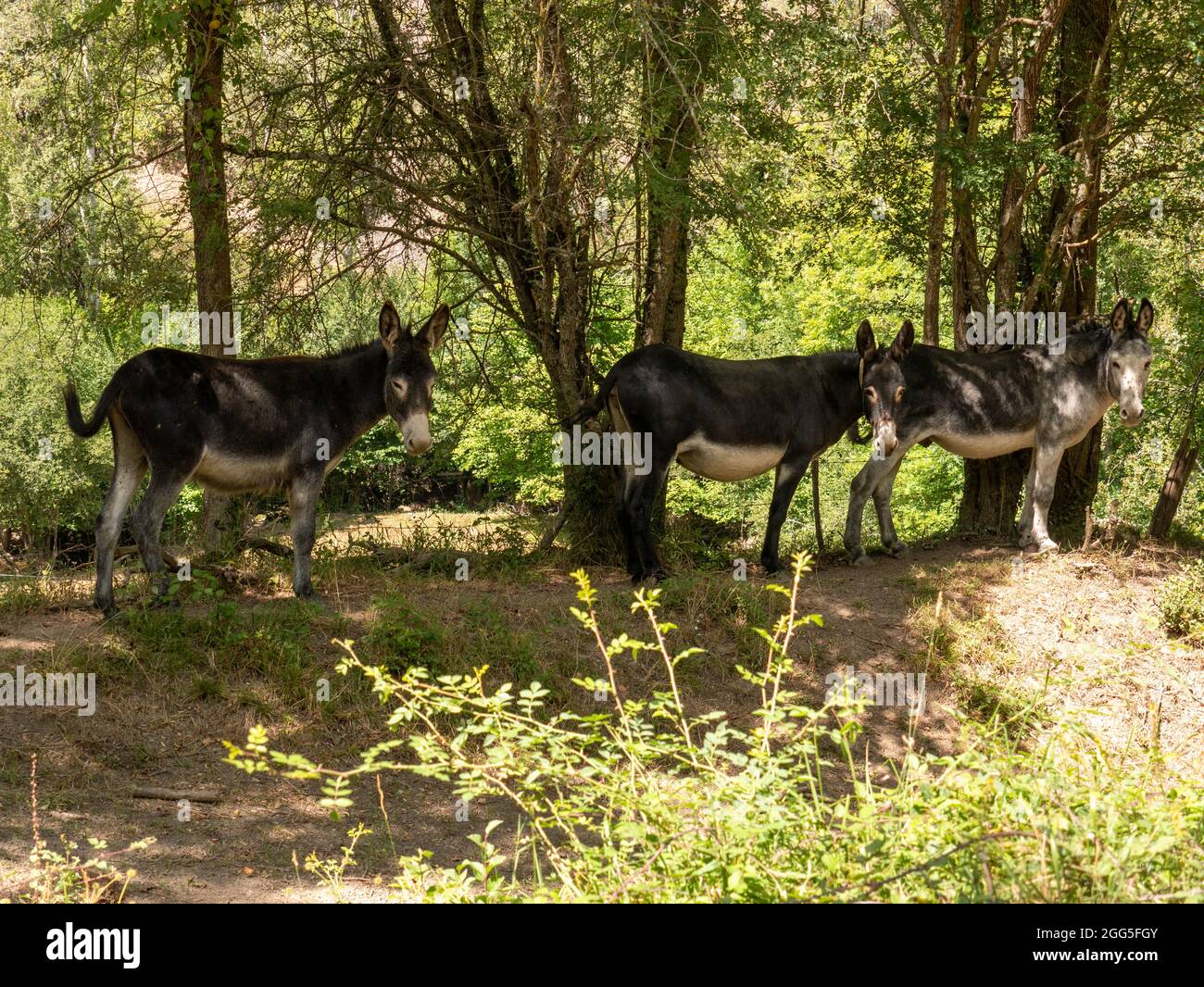 Donkeys under trees hi-res stock photography and images - Alamy