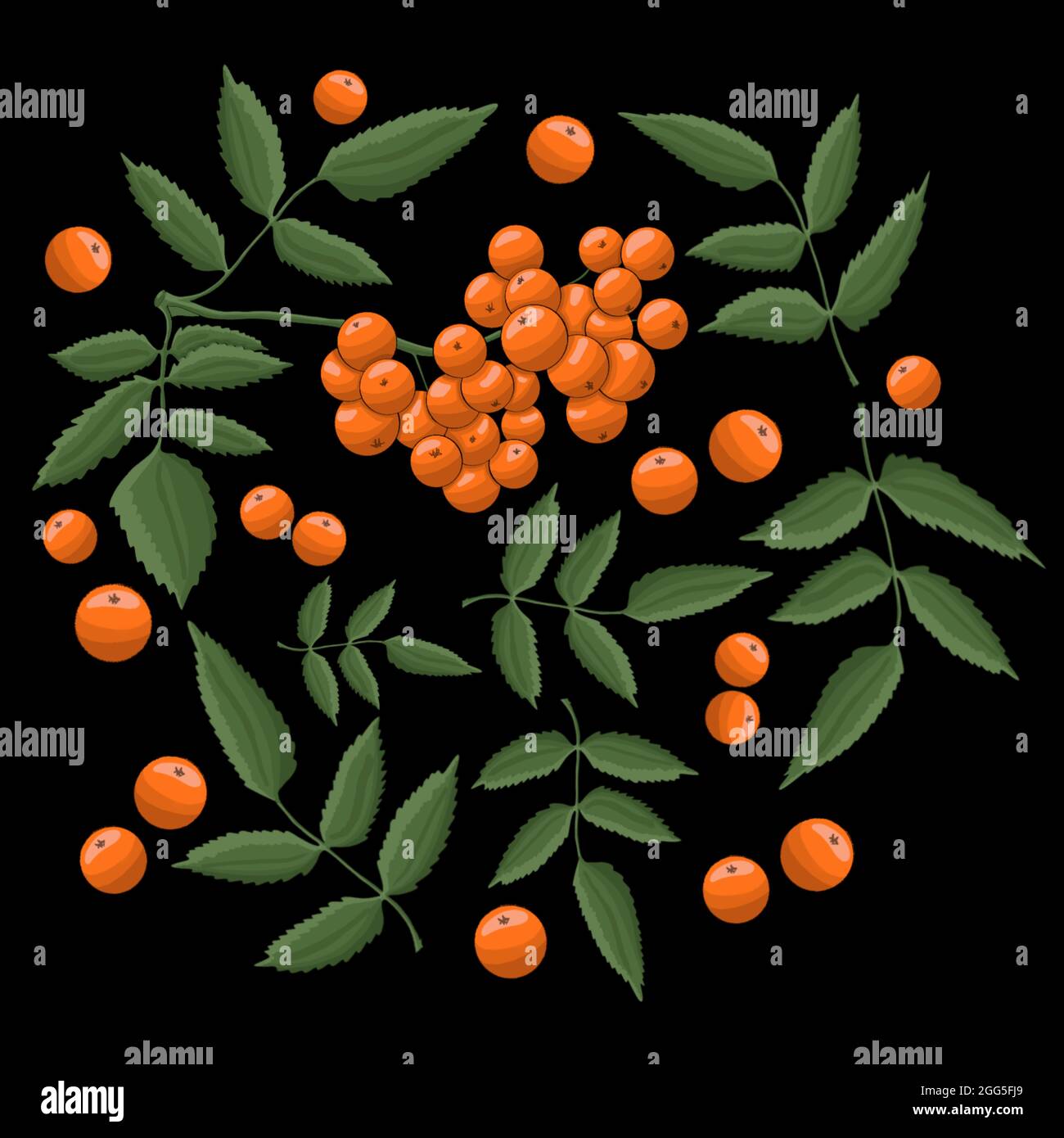 An element for a pattern with a branch of rowanberry Stock Photo - Alamy