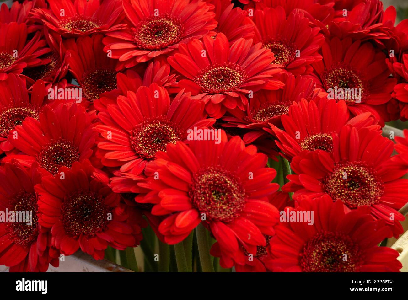 Bunch of Red Gerbera Daisy flowers Stock Photo - Alamy