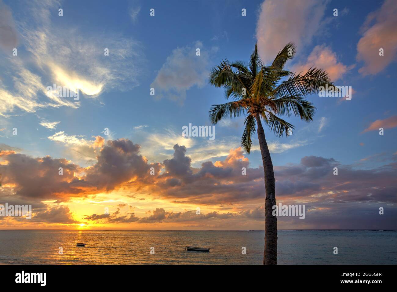 Palm tree in mauritius hi-res stock photography and images - Alamy