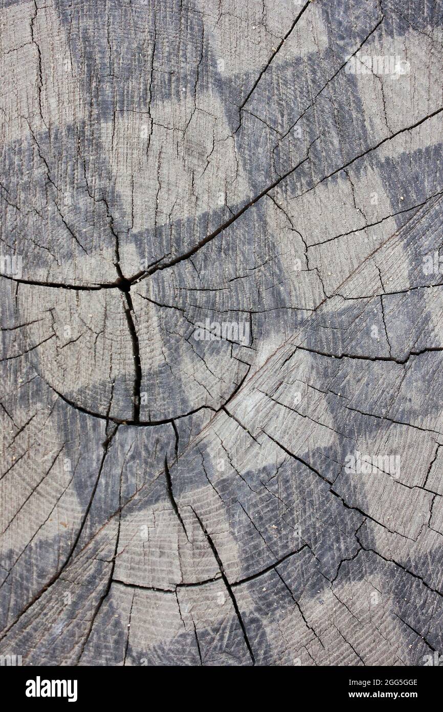Faint checkerboard panted on a tree stump Stock Photo - Alamy
