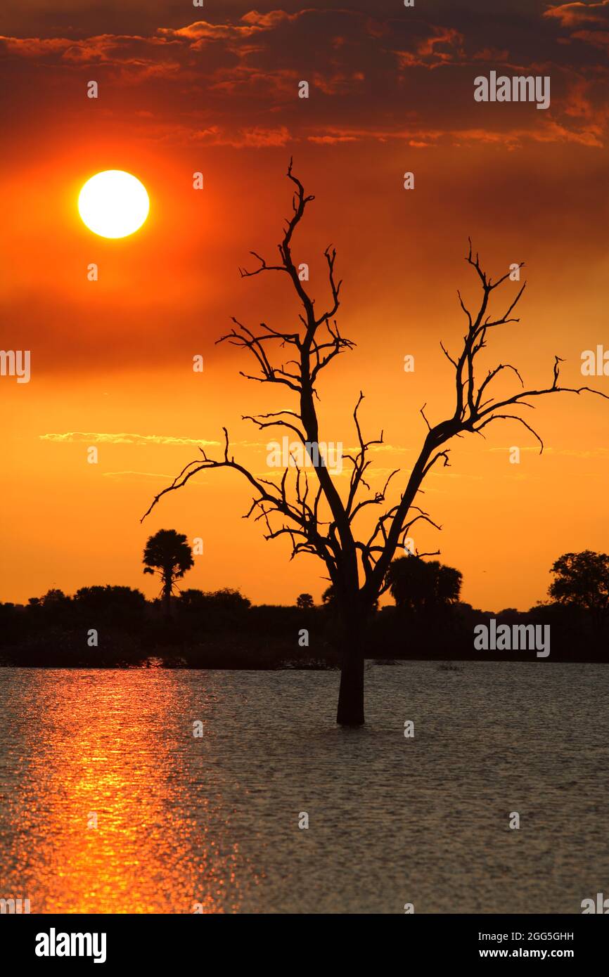 Game reserve botany hi-res stock photography and images - Alamy