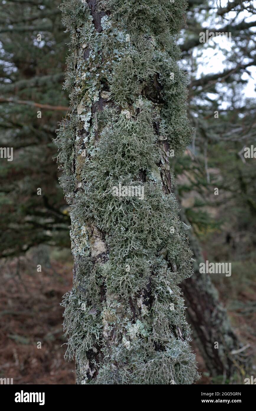 Lichen. Ramalina farinacea Stock Photo - Alamy