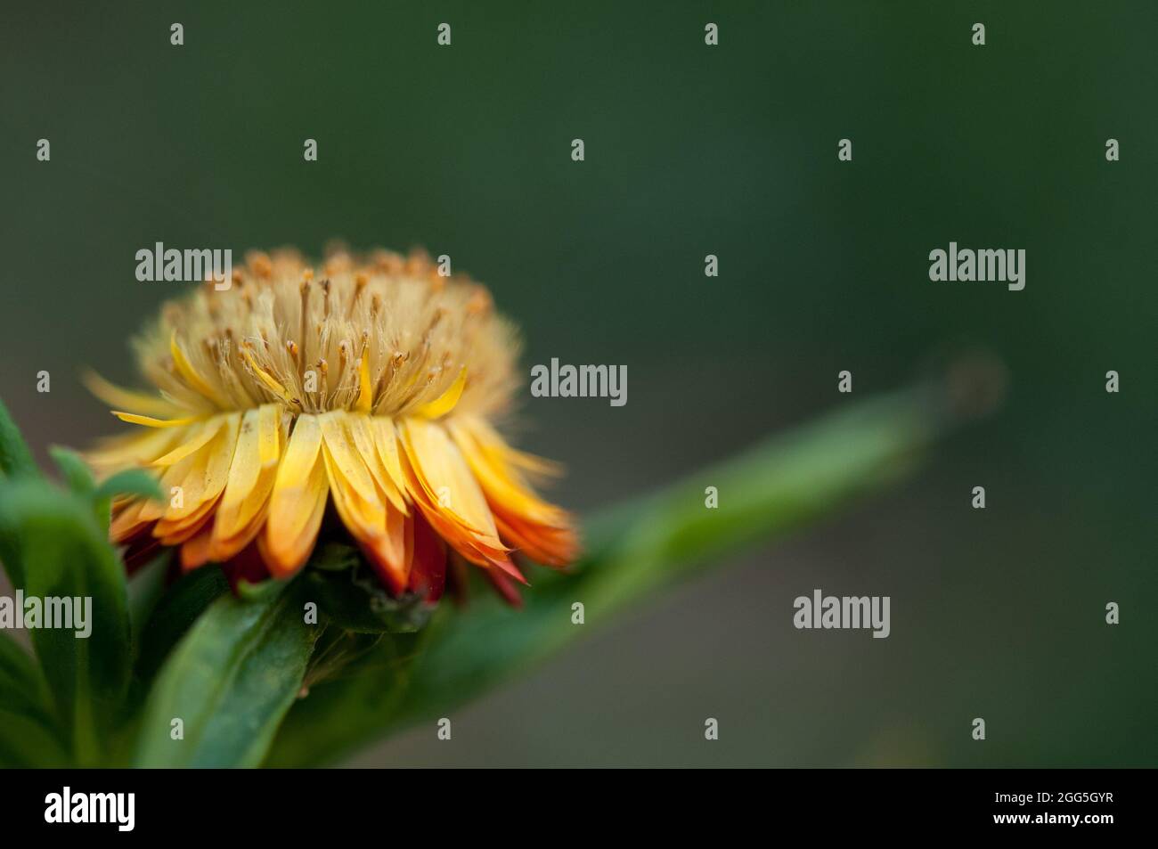 Fully bloomed garden hi-res stock photography and images - Alamy