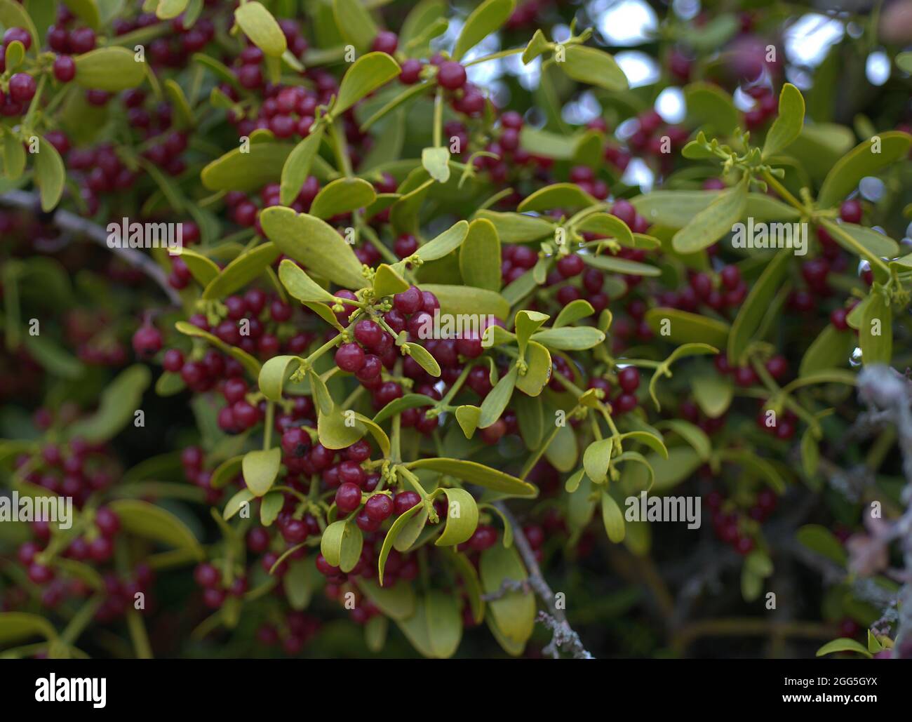 Viscum cruciatum. red-berry mistletoe Stock Photo - Alamy