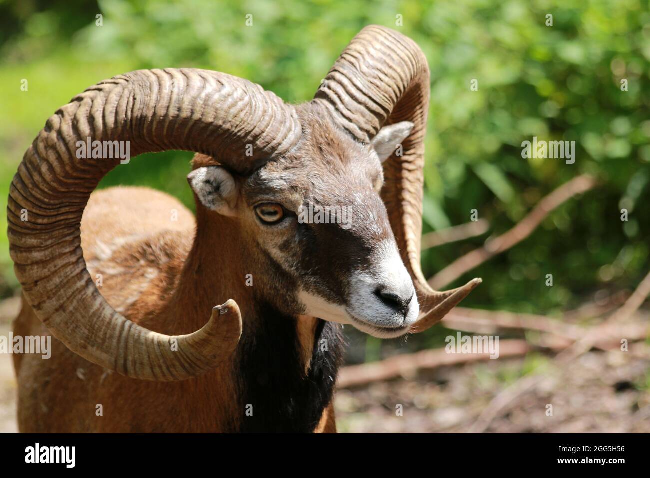 Mouflon head close up Stock Photo - Alamy